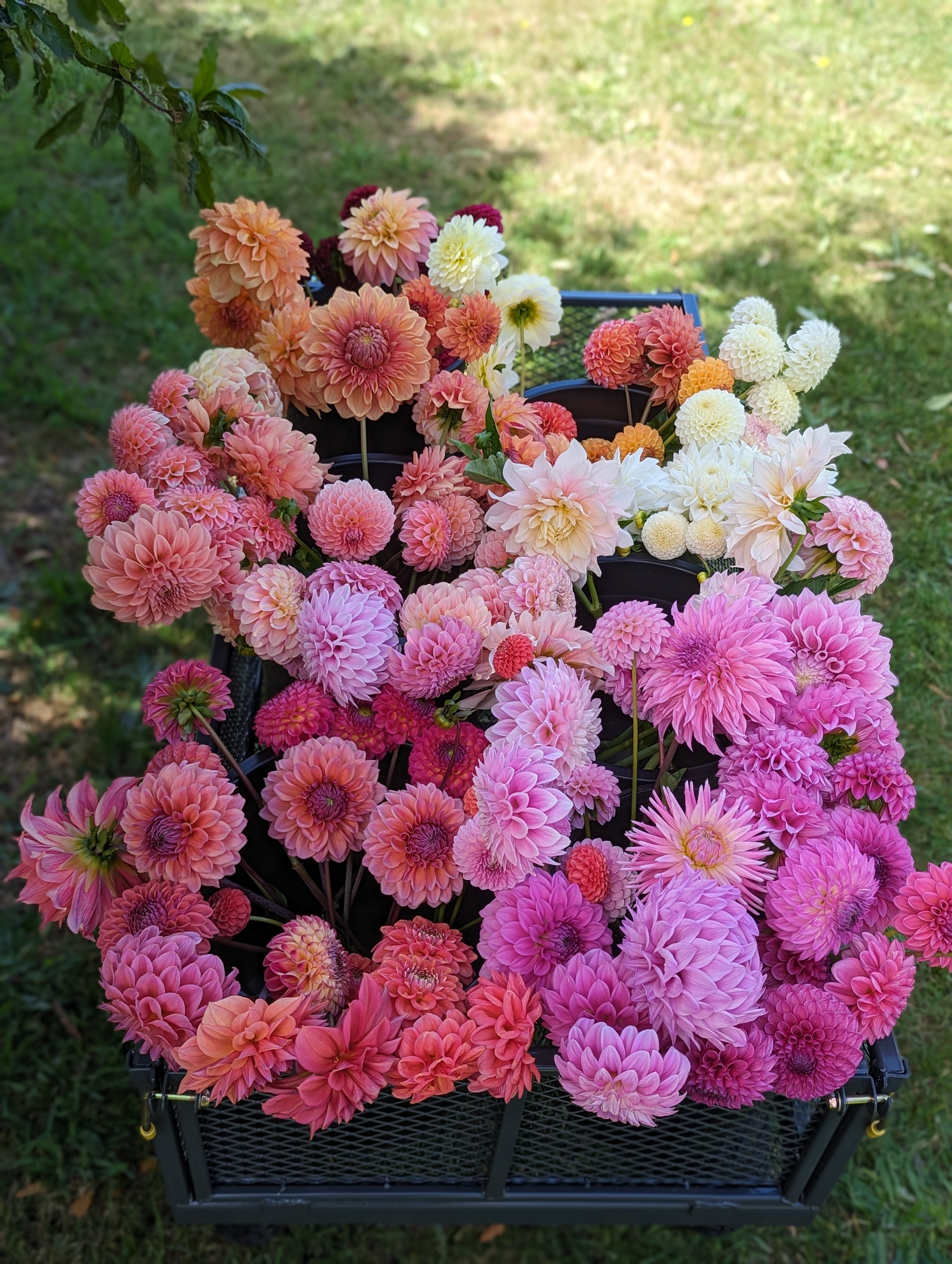 Woodend Flower Farm
