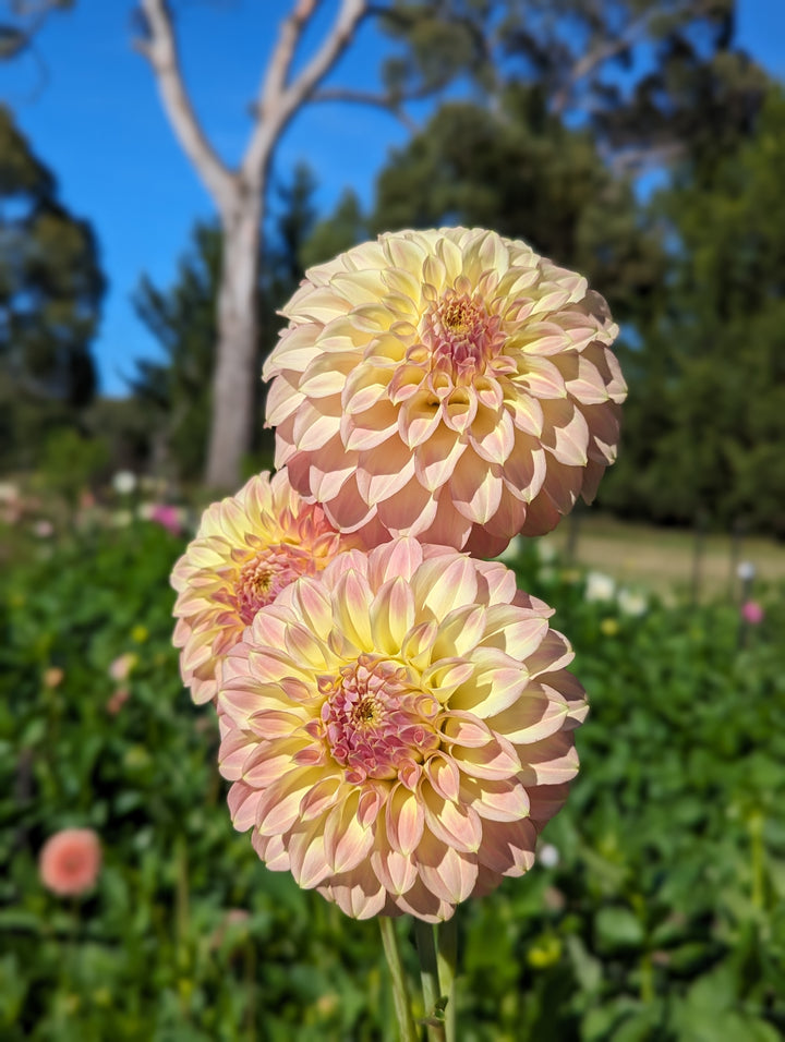 Dahlias – Woodend Flower Farm
