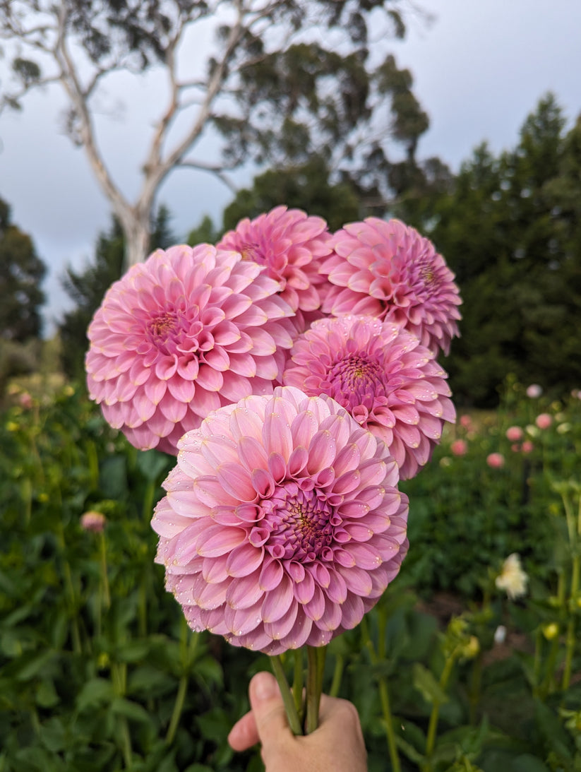 Florelie Oracle – Woodend Flower Farm