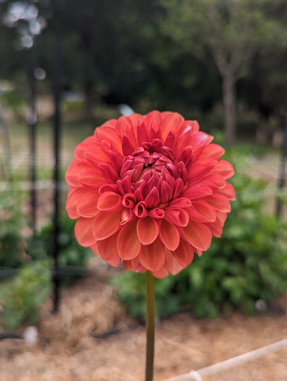 Dahlias – Woodend Flower Farm