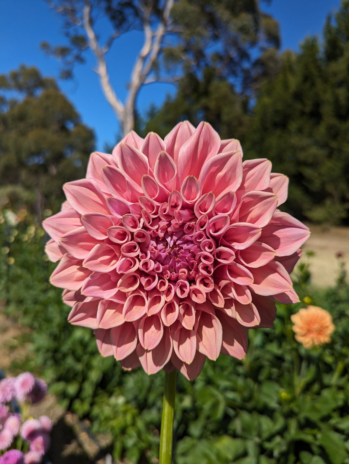 Formby Duke – Woodend Flower Farm