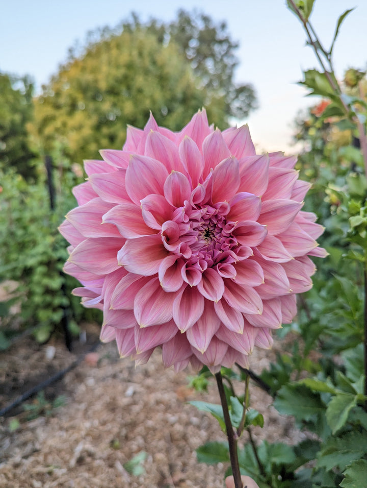 Dahlias – Page 3 – Woodend Flower Farm