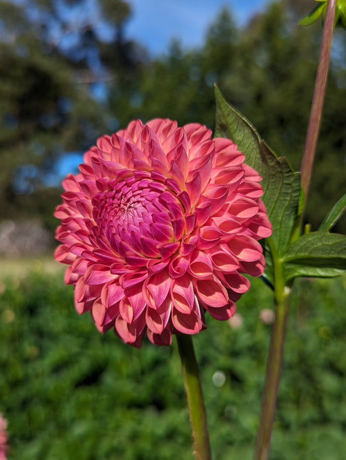 Sport of Isabel – Woodend Flower Farm