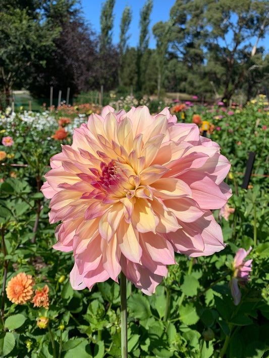 Seeds – Woodend Flower Farm